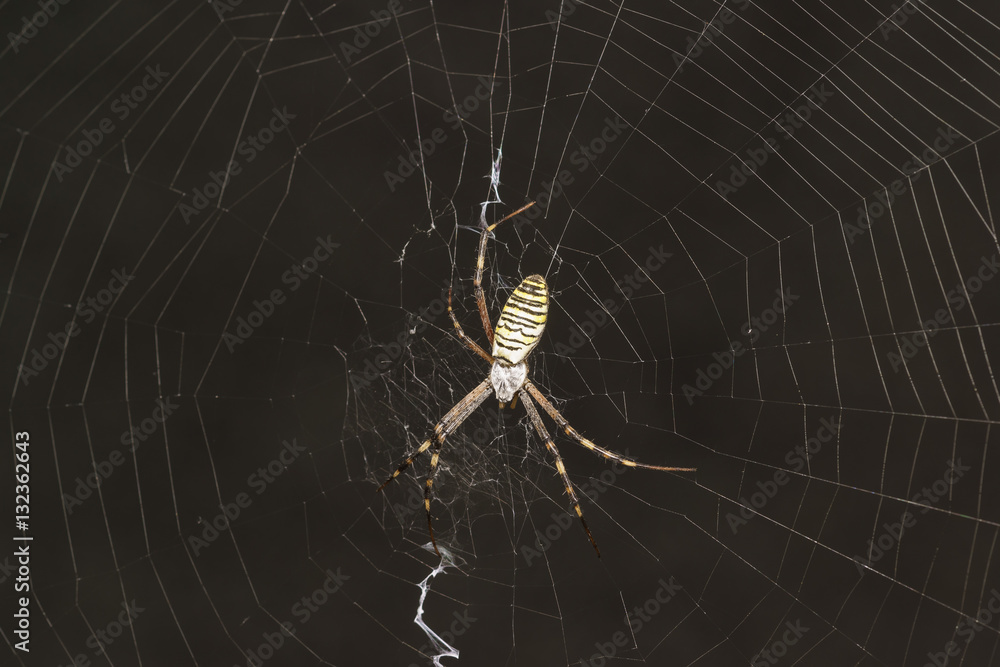 Argiope Bruennichi, or spider-wasp - view araneomorph spiders of the ...