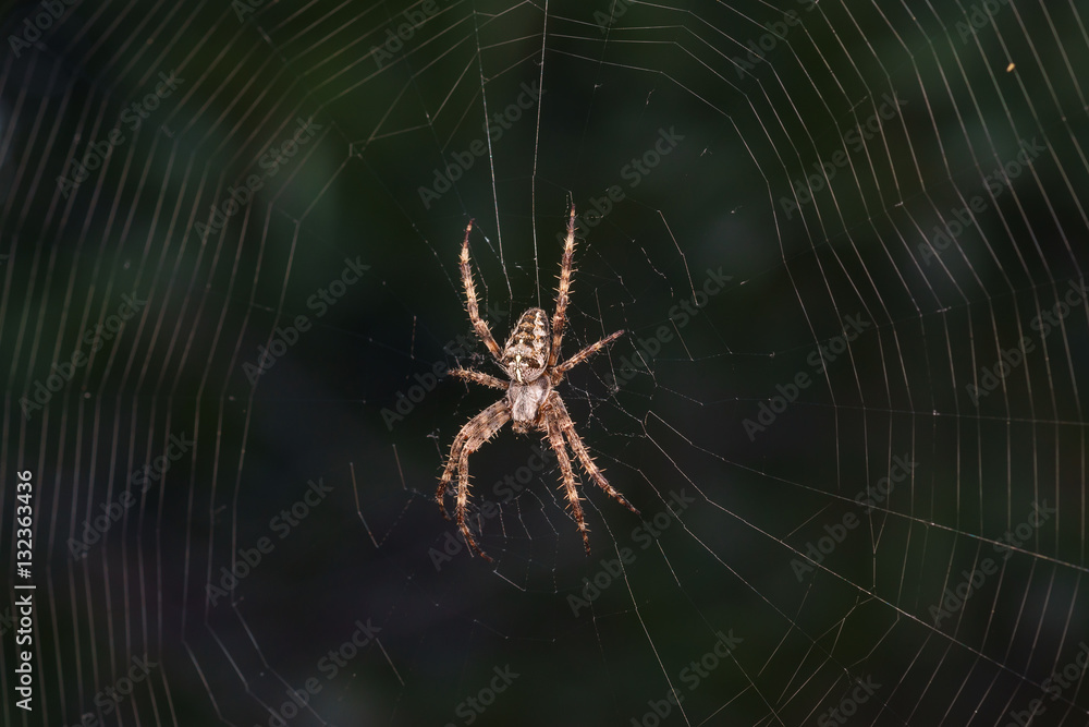 Spider garden-spider (lat. Araneus) kind araneomorph spiders of the family of Orb-web spiders ...