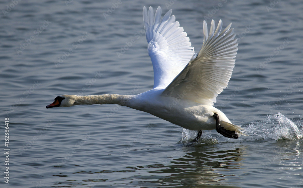 Swan Flying Out Of Water