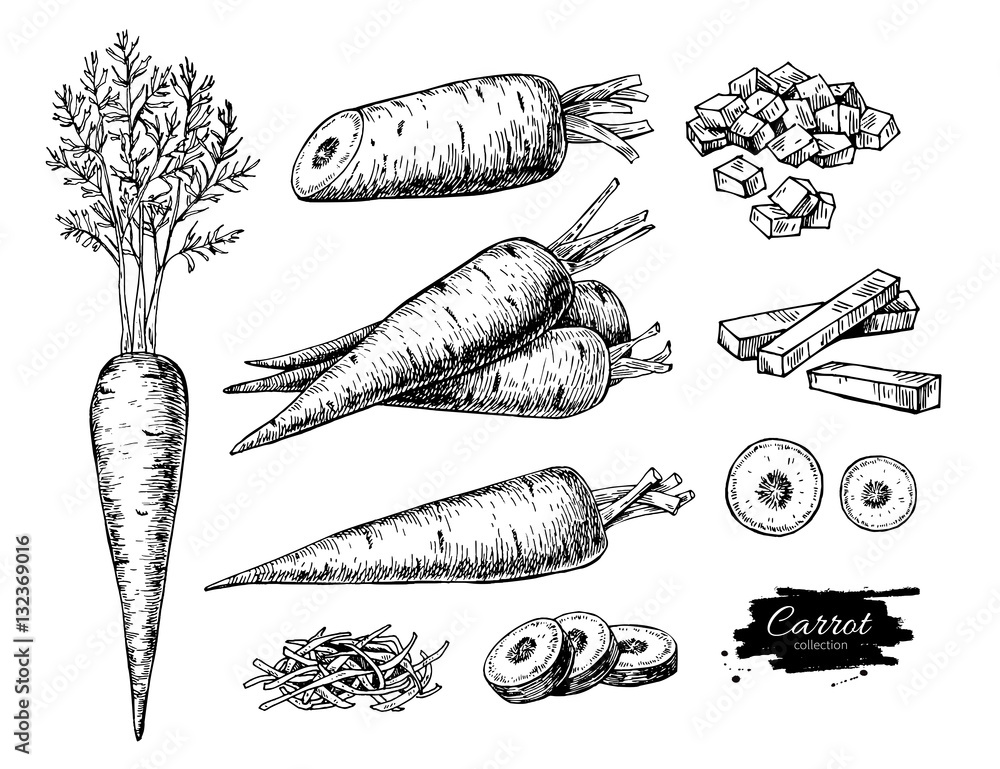 Carrot hand drawn vector illustration set. Isolated Vegetable engraved ...