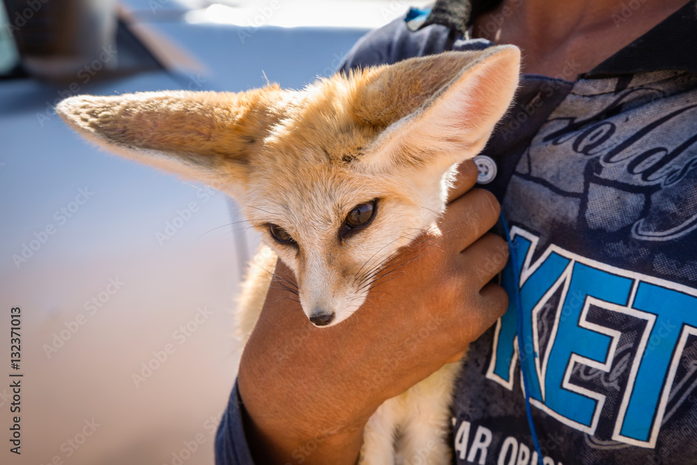 Fennec - desert fox of the Sahara. Stock-Foto | Adobe Stock