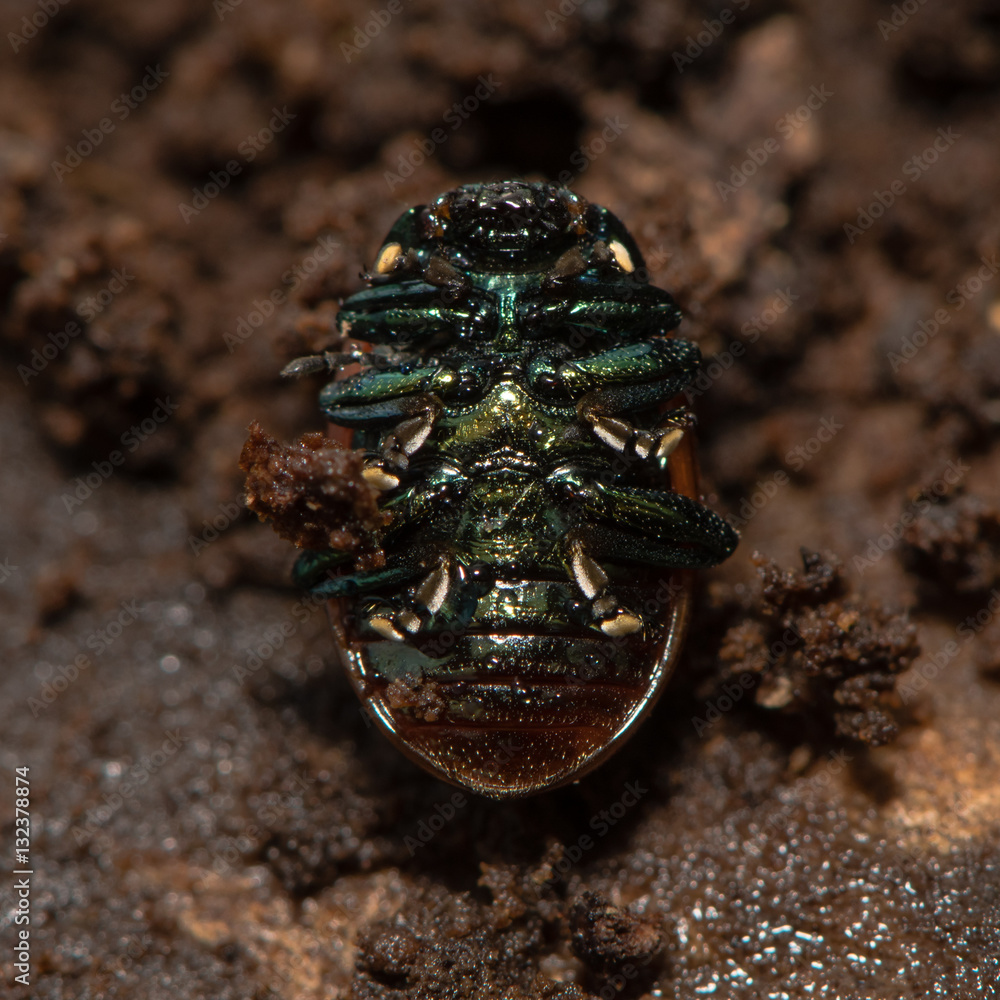Chrysolina polita leaf beetle underside. Ventral view of beetle in the ...
