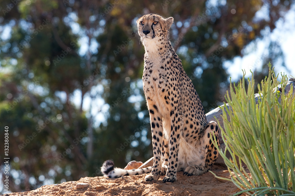 cheetah, acinonyx jubatus, South Africa Stock Photo | Adobe Stock