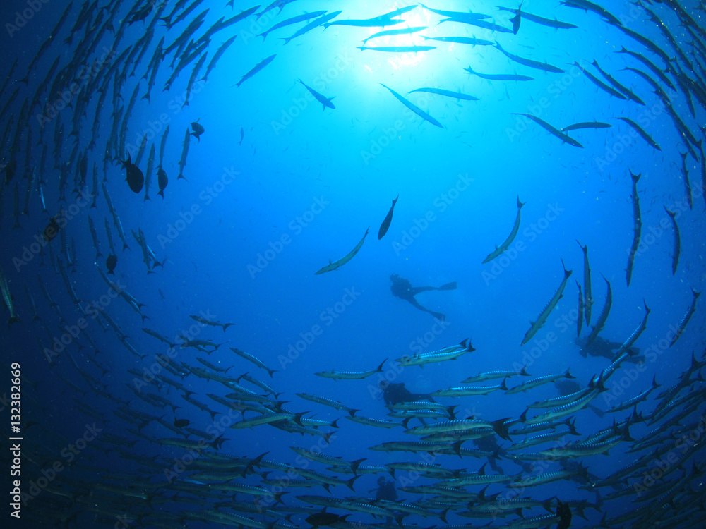 Barracuda fish and scuba divers Stock Photo | Adobe Stock