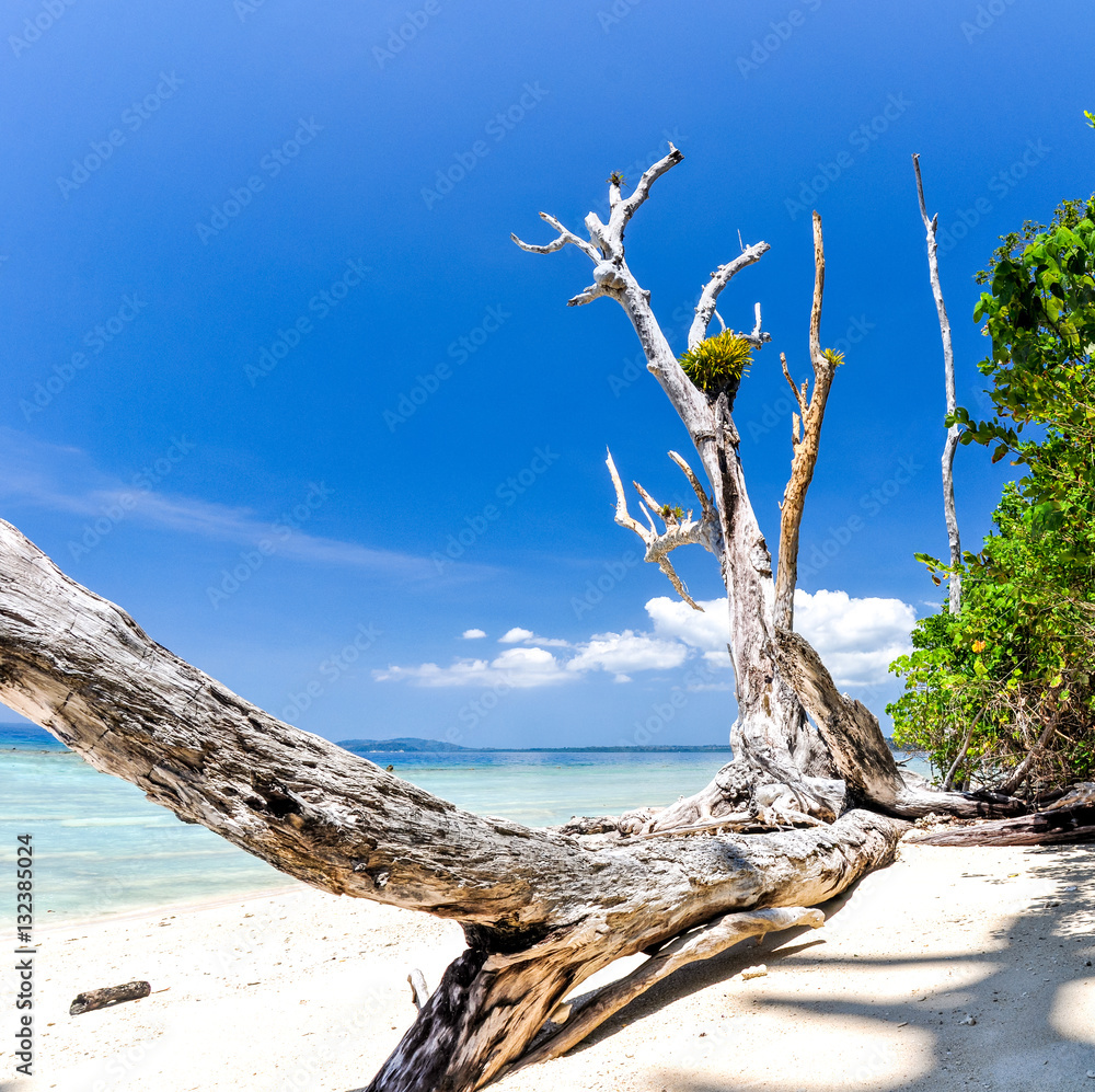 Stunning view of Elephant Beach on Havelock Island. A beautiful tree ...