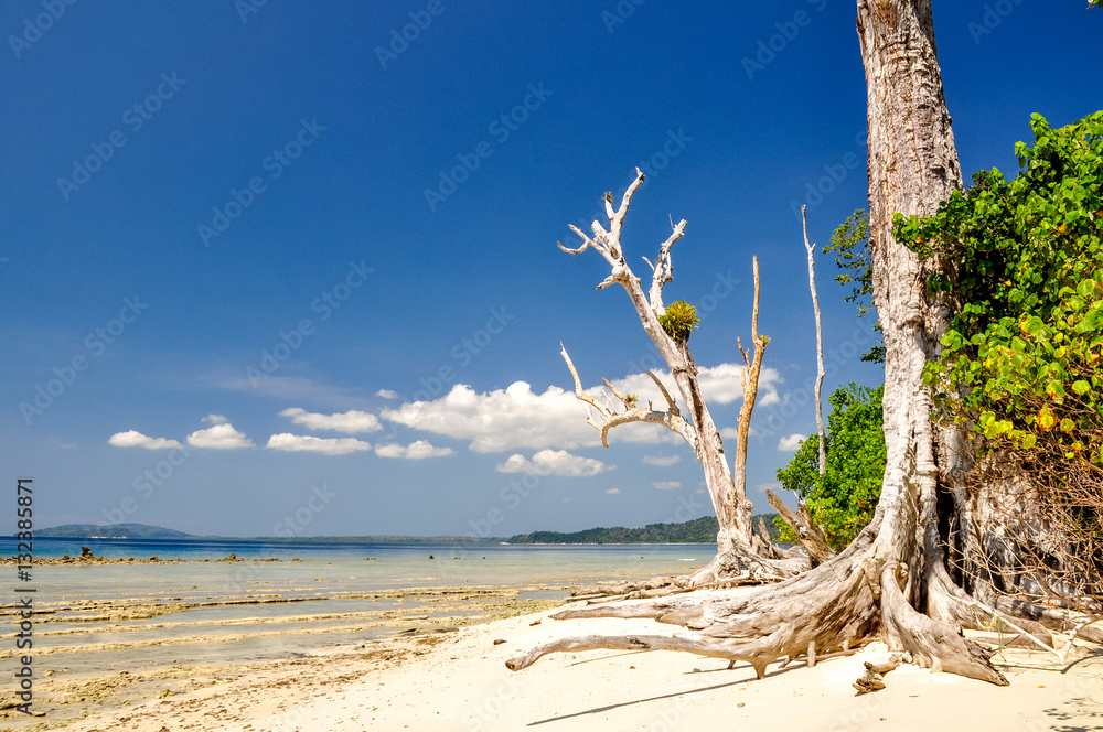 Stunning view of Elephant Beach on Havelock Island. A beautiful tree ...