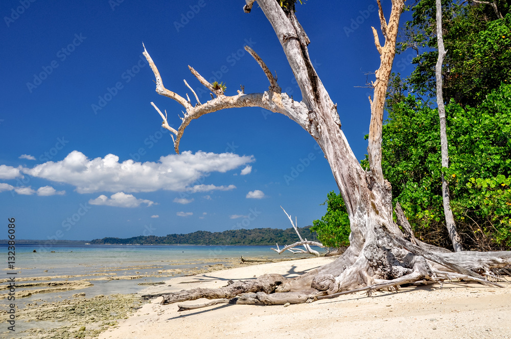 Stunning view of Elephant Beach on Havelock Island. A beautiful tree ...