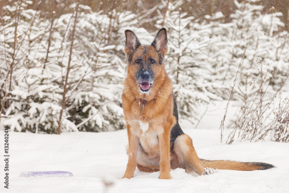 Small German Shepherd Breed
