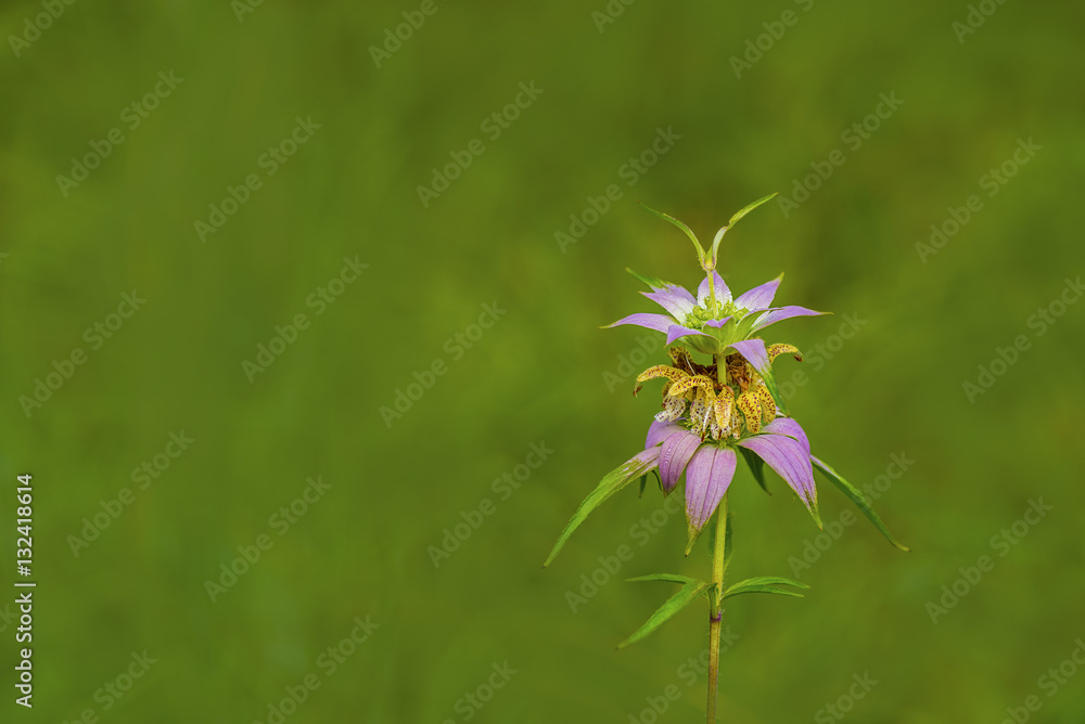 Spotted Bee-balm (Monarda punctata) Stock Photo | Adobe Stock