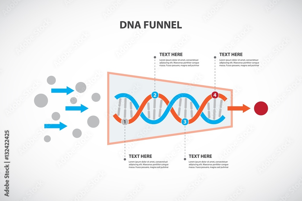 DNA Funnel. Process template. Vector infographics. Stock Vector | Adobe ...