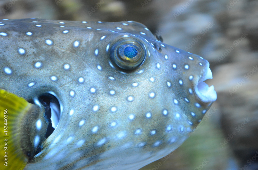 Fisch Macro Stock-Foto | Adobe Stock