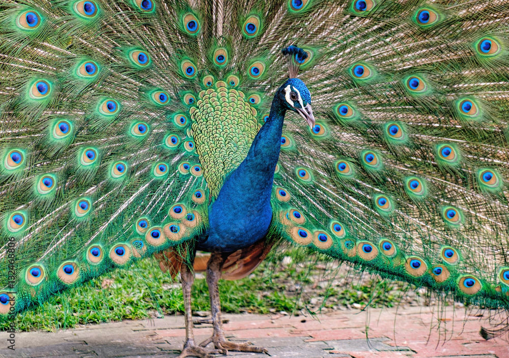 Portrait of indian peafowl, peacock, peahen bird breed walking on the ...