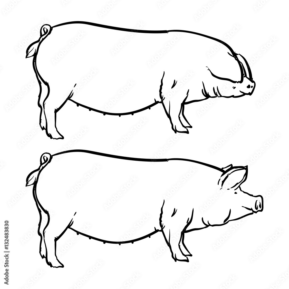 Pig isolated on white background, Drawing Vector illustration outline ...