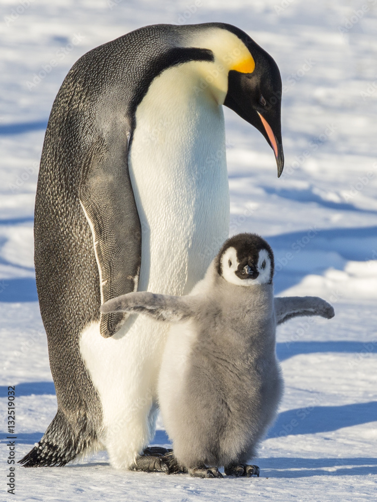 Frozen Penguin