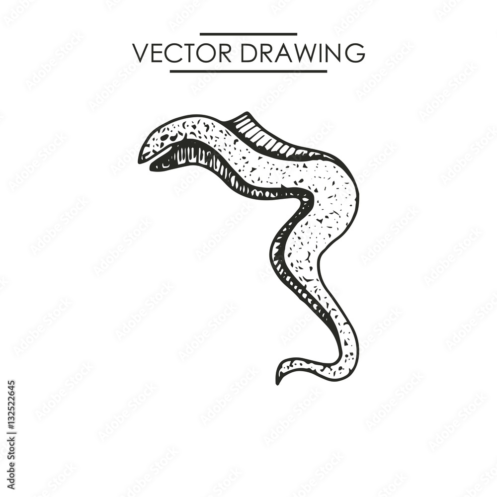 conger drawing. vector illustration Stock Vector | Adobe Stock