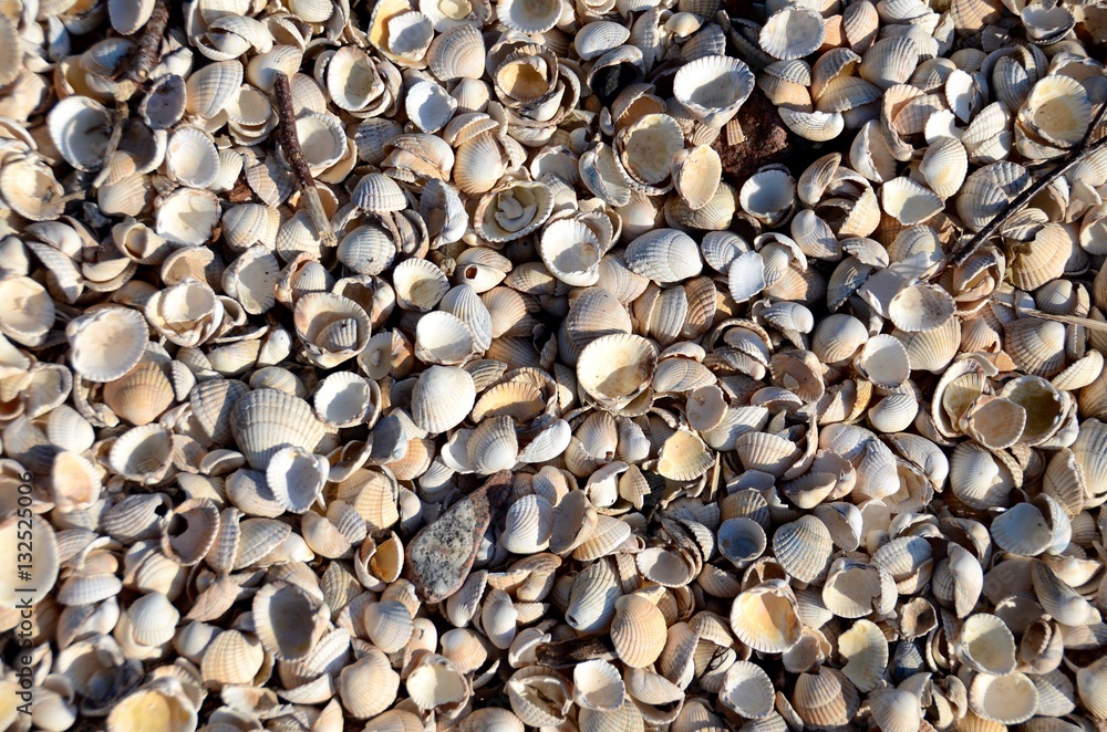 Shell beach, Kippford. This unusual beach is made up almost entirely of ...