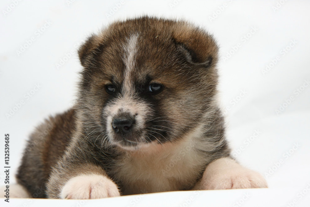 Newborn Akita Inu puppy Stock Photo | Adobe Stock