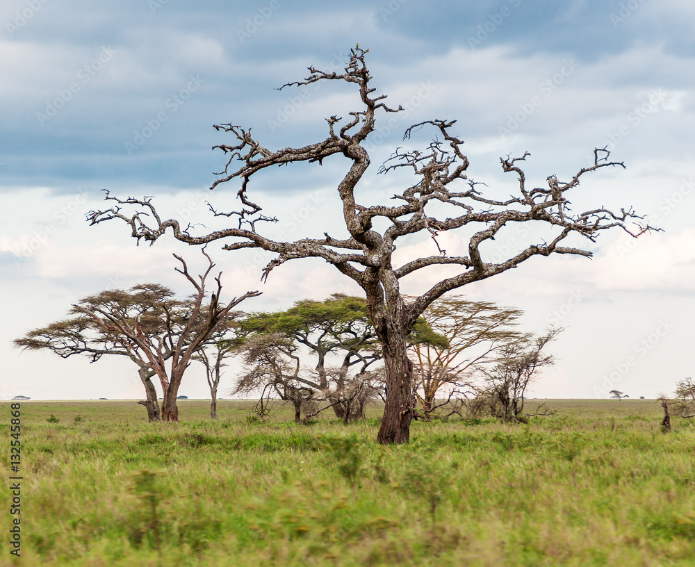 The beautiful trees in Serengeti -Tanzania, Africa Stock Photo | Adobe ...