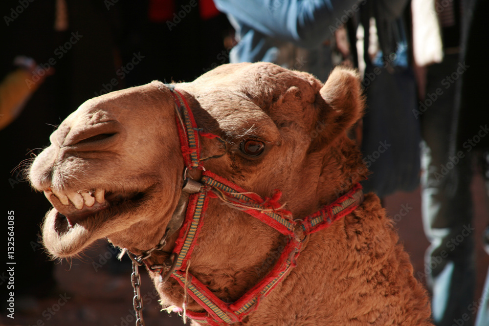 Camel Teeth Smile