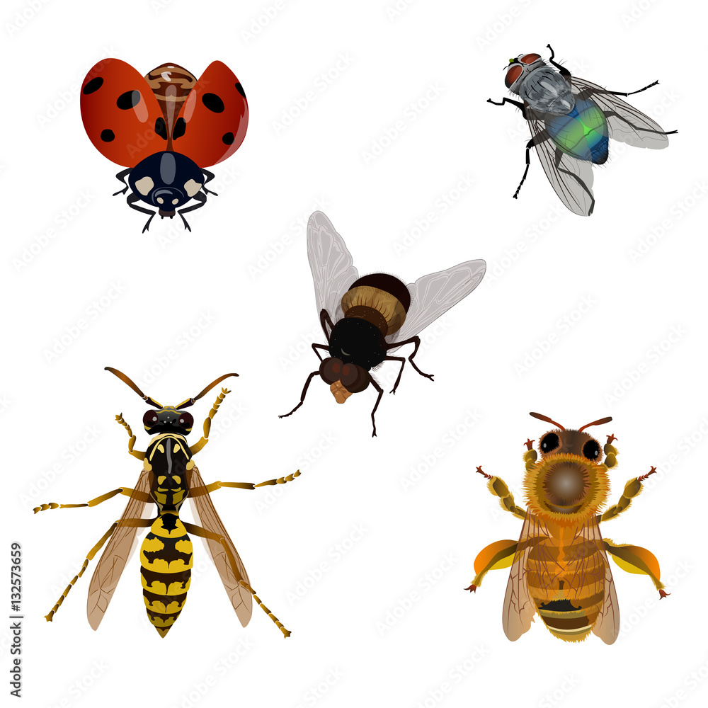 Group of insects isolated Stock Vector | Adobe Stock