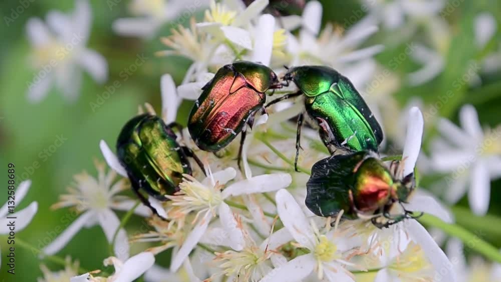 dung-beetle (protaetia aeruginosa) green bugs on white flowers. meadow ...