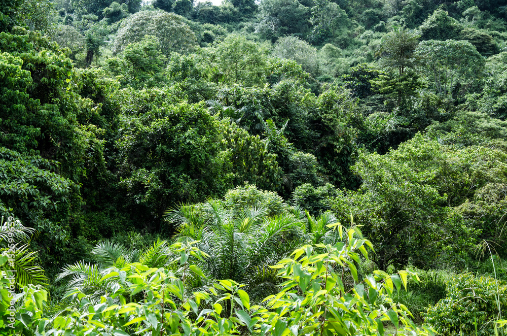 Naturally occurring palm trees in the Bornean rainforest Stock Photo ...