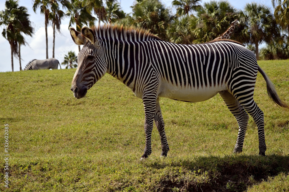 Burchell's zebra Stock Photo | Adobe Stock