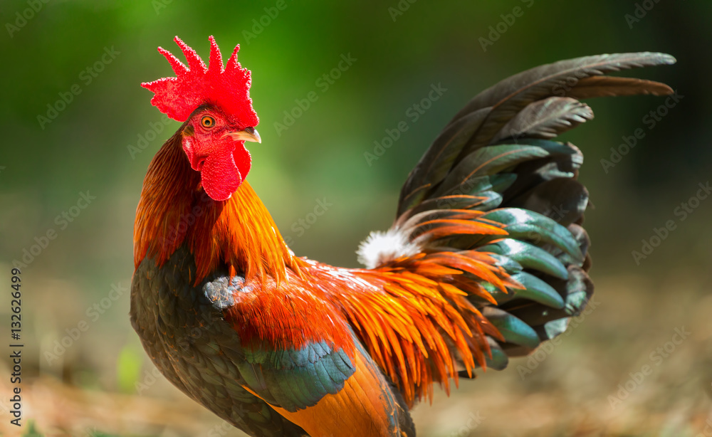 Colorful wild chickens Stock Photo | Adobe Stock