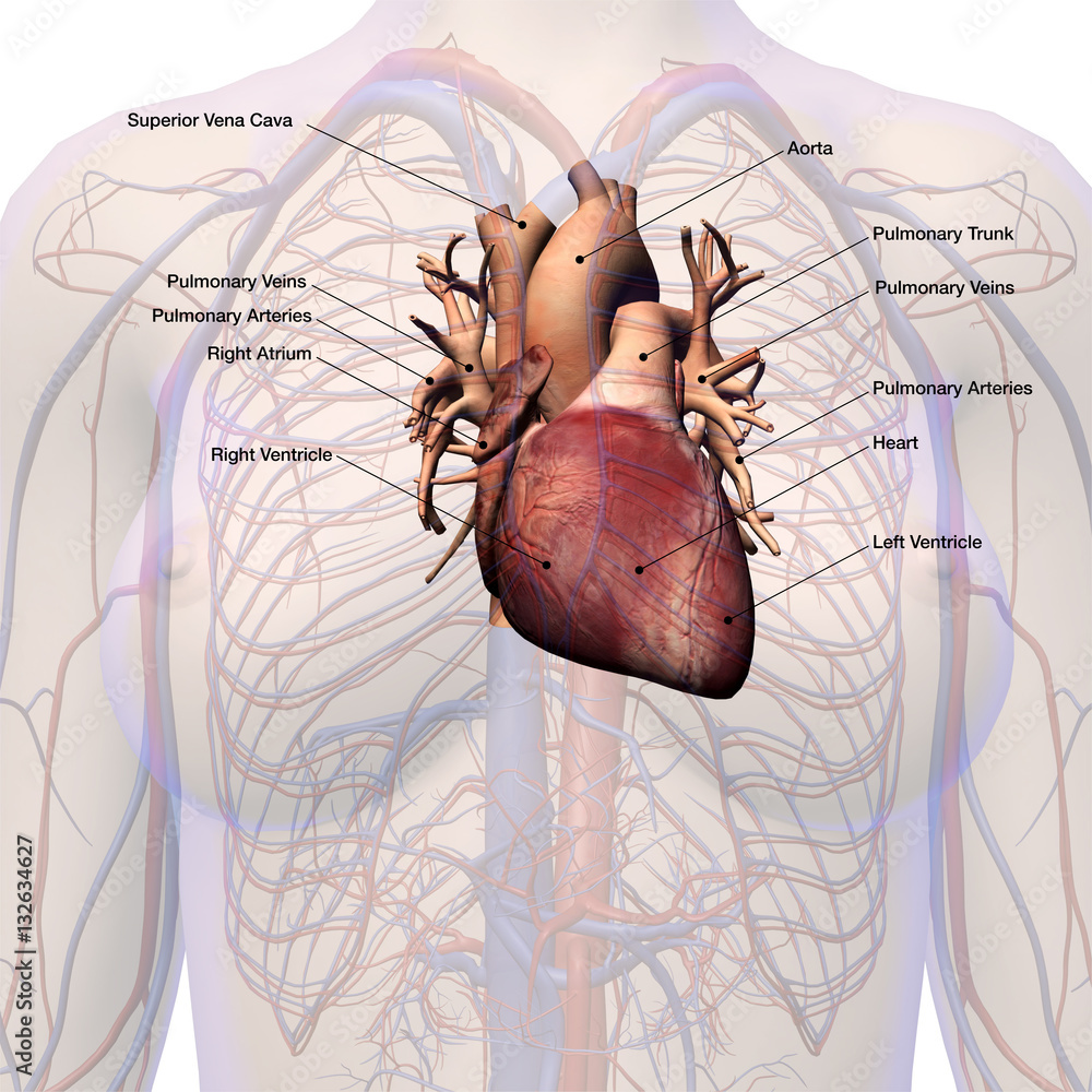 Female Body Anatomy Diagram Labeled Female Body Anatomy Diagram Labeled
