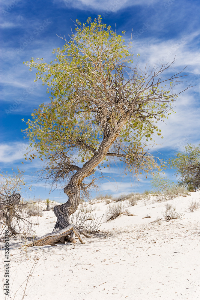 Gnarled Rio Grande Cottonwood tree in White Sands National Monument ...
