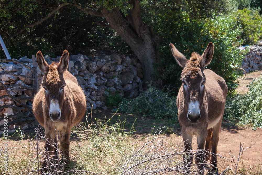 Esel foto de Stock | Adobe Stock