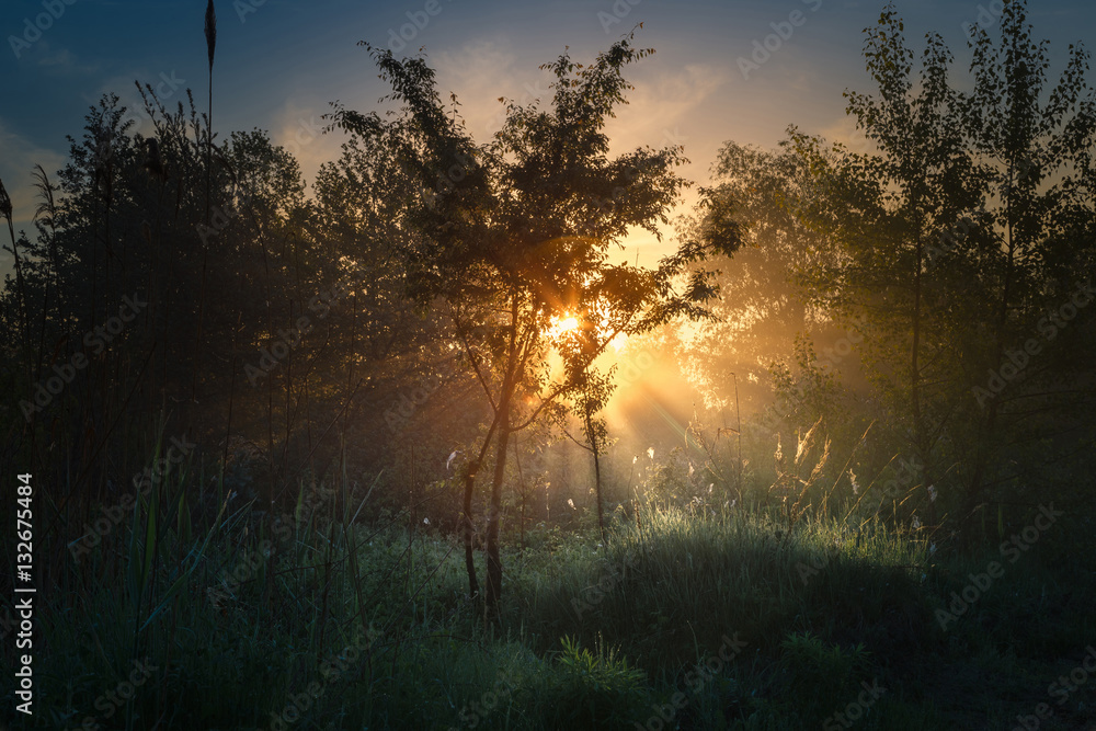 Beautiful spring morning. Sun rays passing through the foliage of the ...