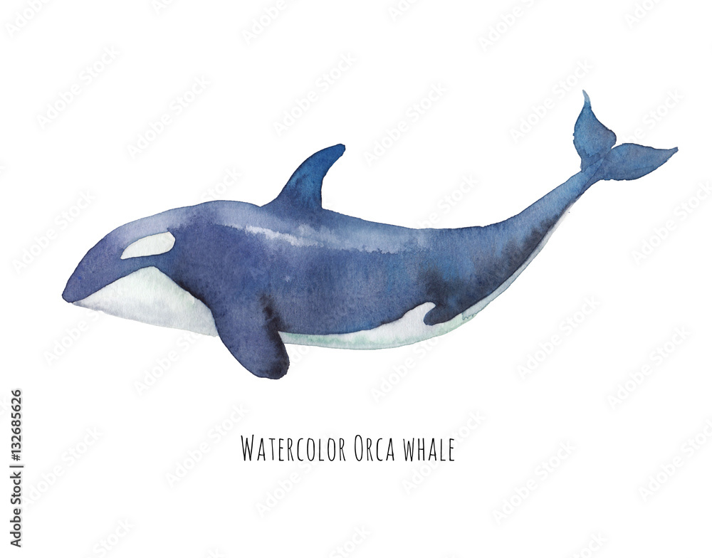Watercolor orca. Hand drawn killer whale isolated on white background ...
