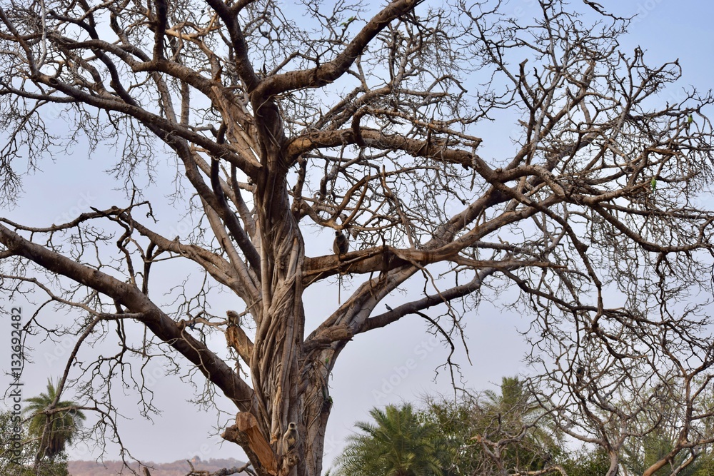 Low Angle View Of Tree Branches In National Park Stock Photo | Adobe Stock
