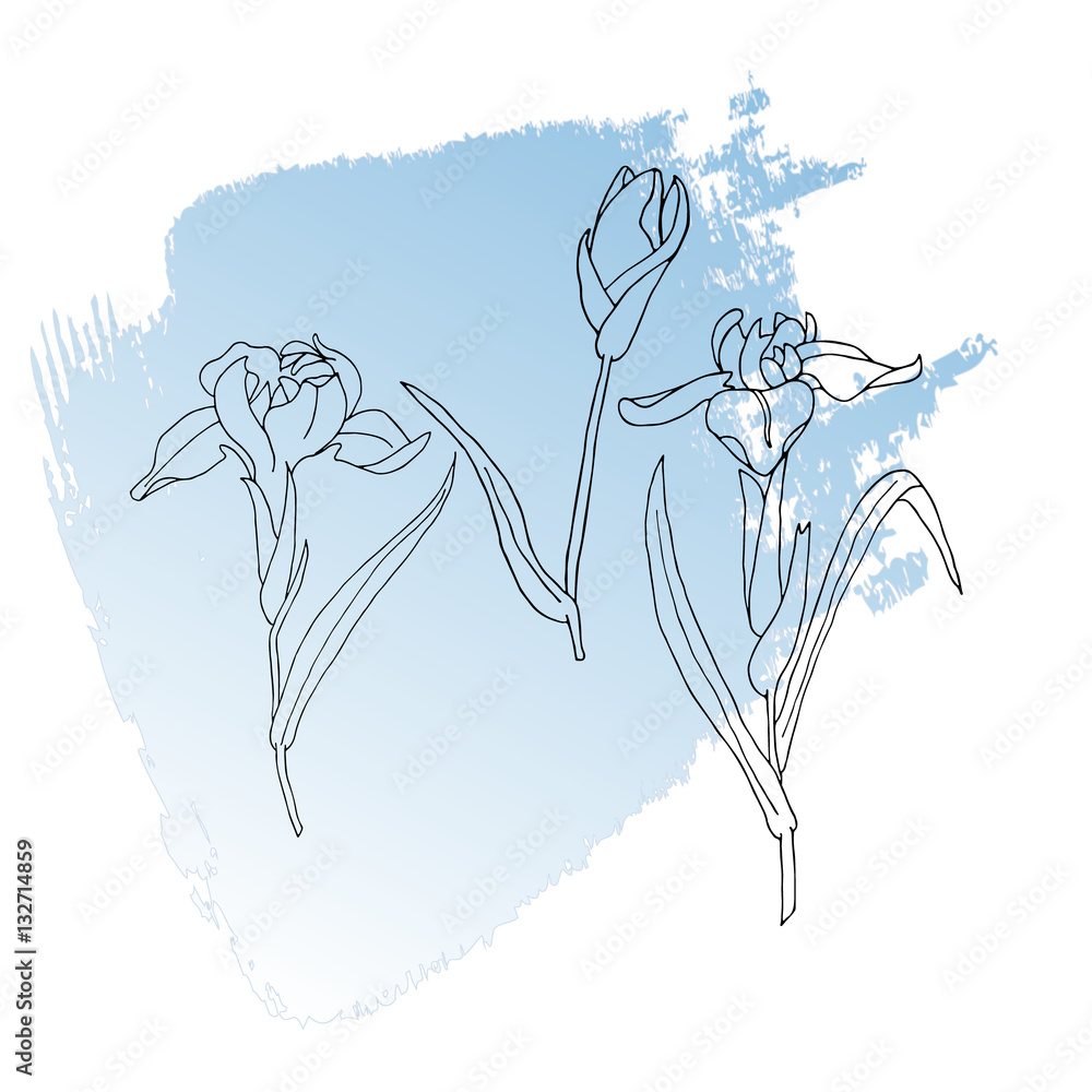 Iris Hand drawn sketched vector illustration. Stock Vector | Adobe Stock