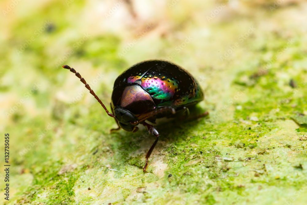 Rainbow Leaf Beetle