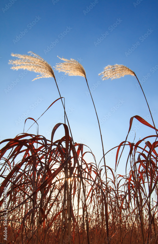 Reeds field in haneul park (sky park, one of the worldcup park in Seoul ...