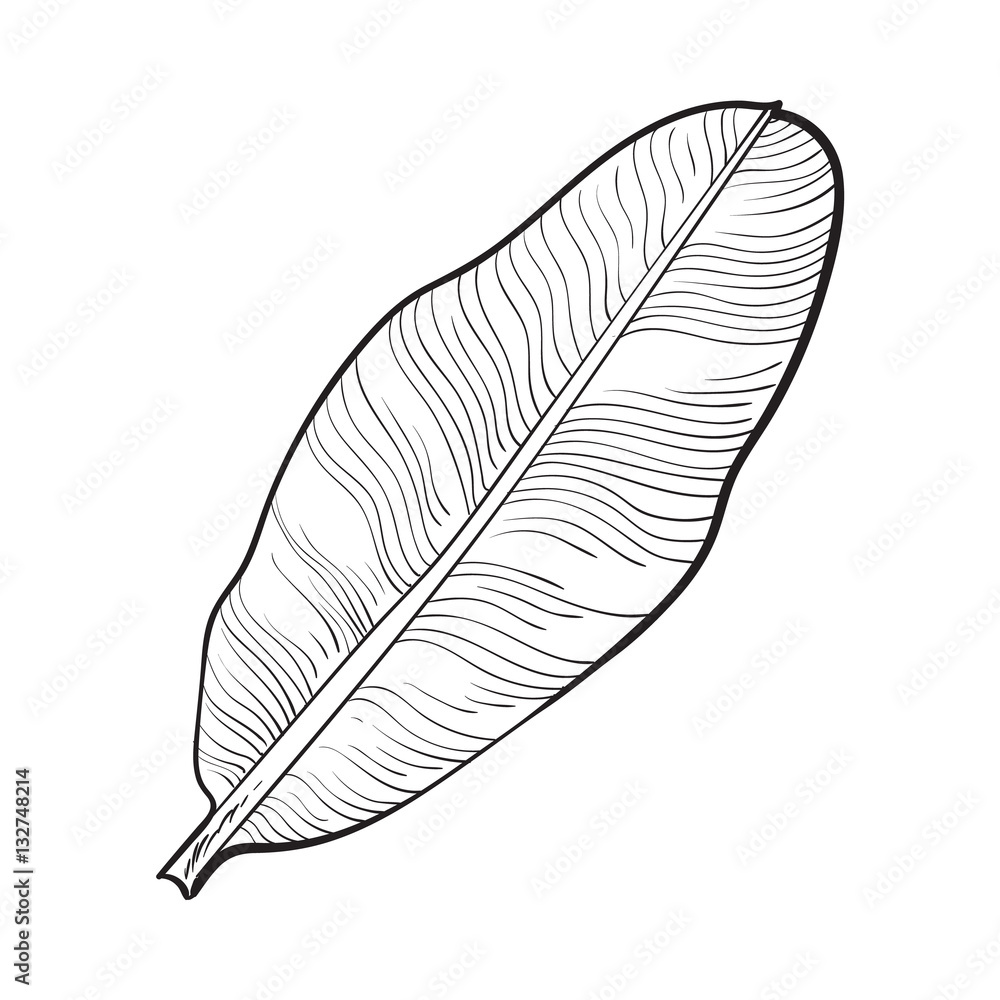 Banana Leaves Drawing