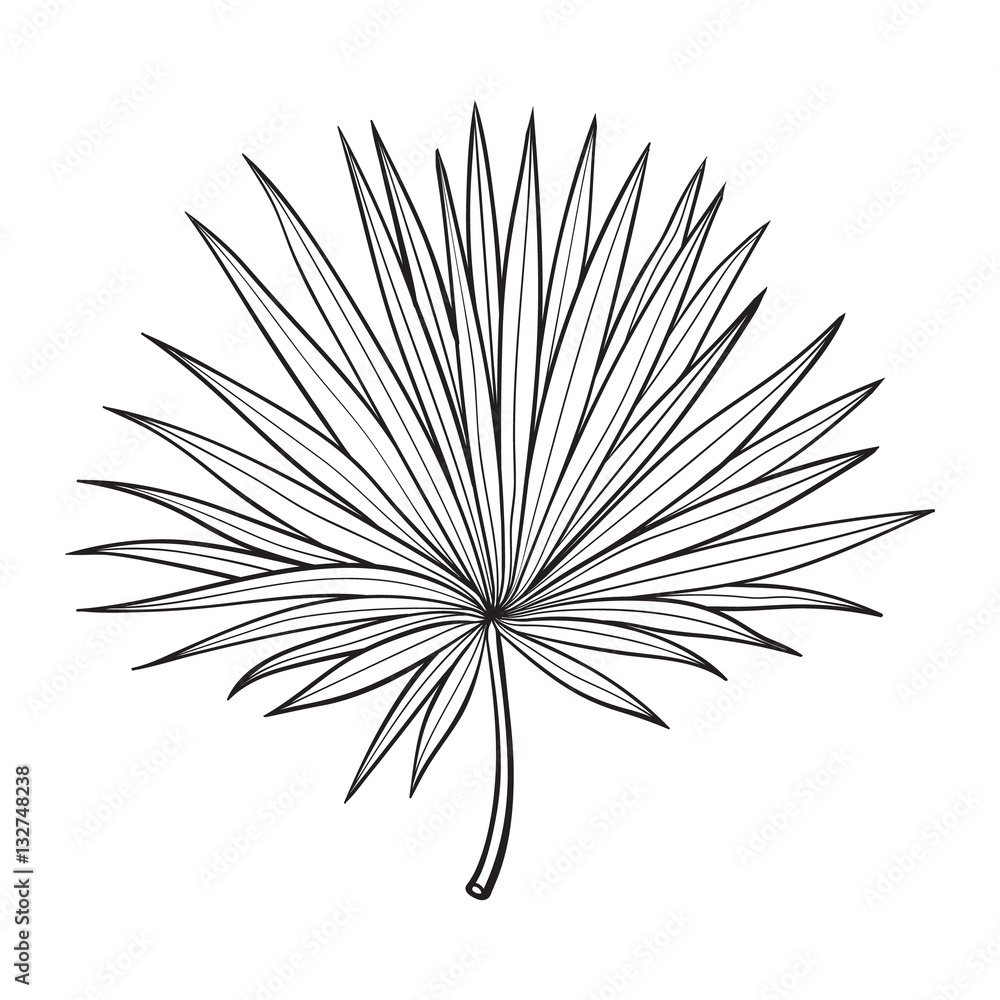 Full fresh fan shaped leaf of palmetto tree, sketch style vector ...