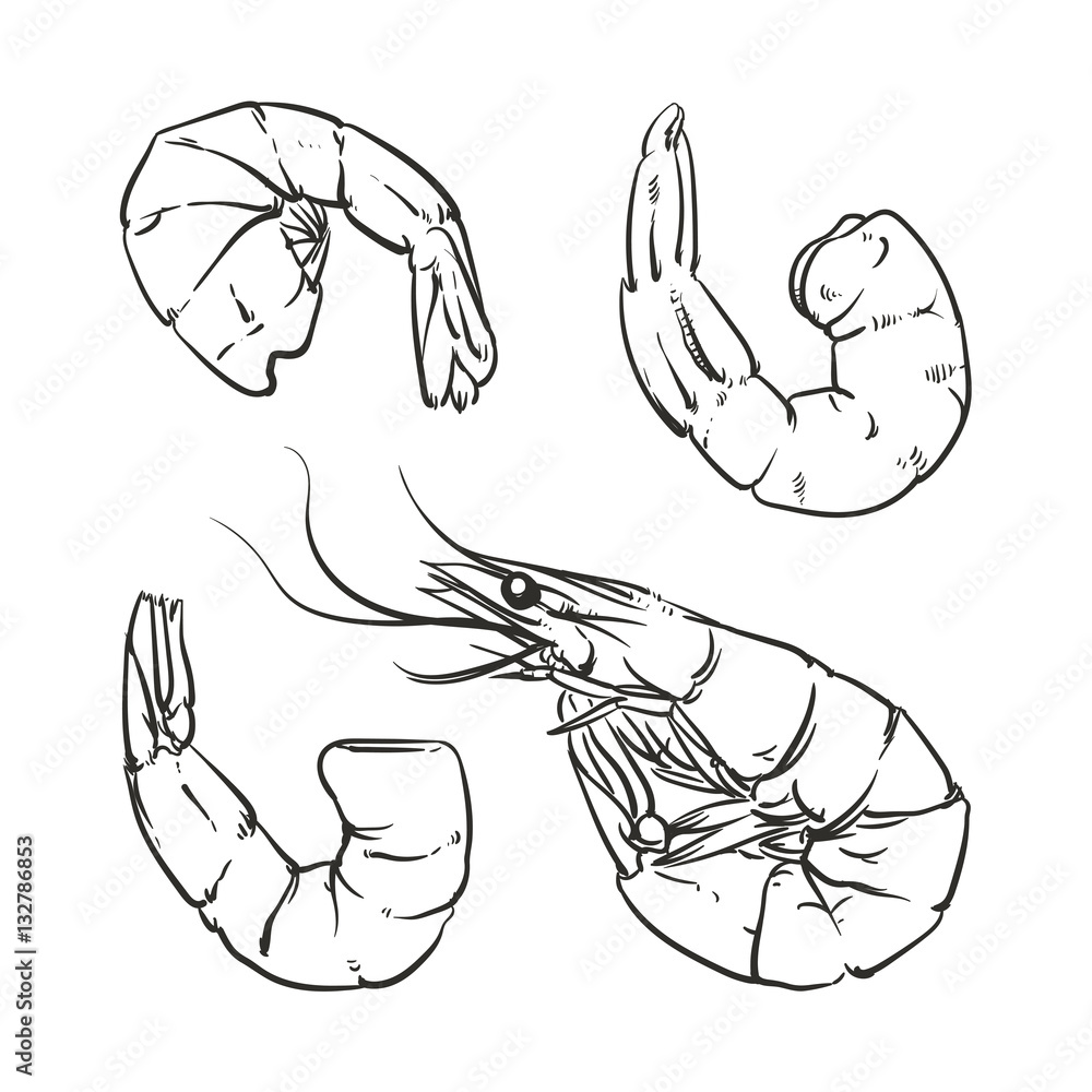 Shrimp cocktail drawing on a white background. seafood for a par Stock ...