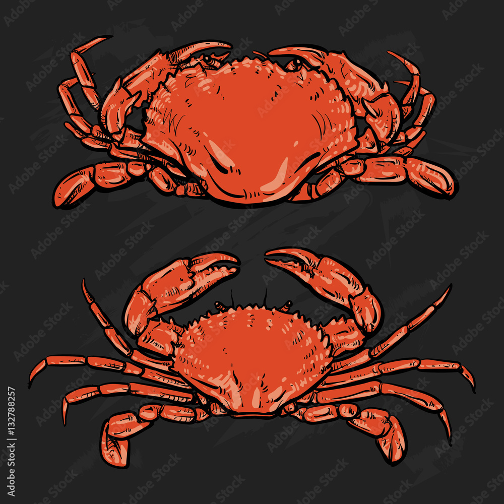 Crab drawing on black background. Hand drawn outline seafood ill Stock ...