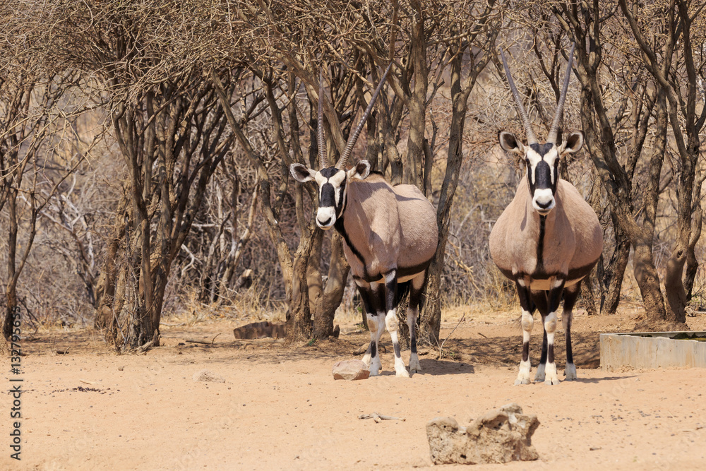 Oryx in Namibia Stock Photo | Adobe Stock