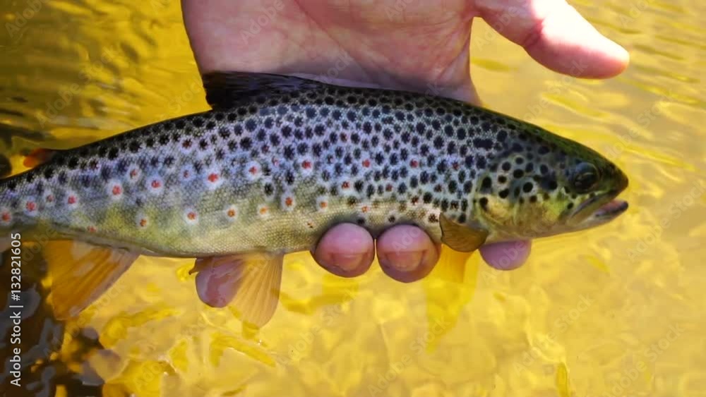 Under water shot of Brown trout swimming around a natural stream. The ...