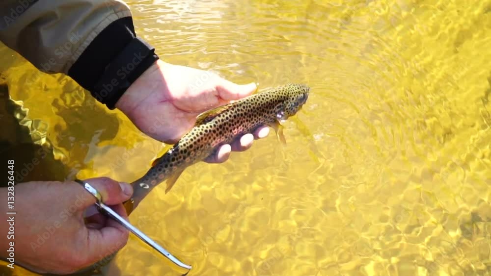 Under water shot of Brown trout swimming around a natural stream. The ...