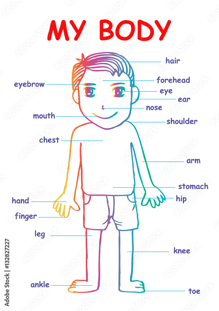 My body", educational info graphic chart for kids showing parts of ...