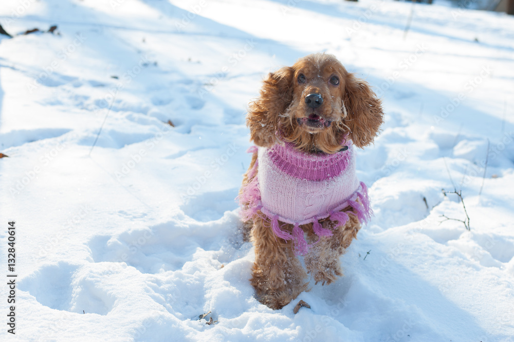 Young cocker spaniel playing in snow park on sunny winter day foto de ...