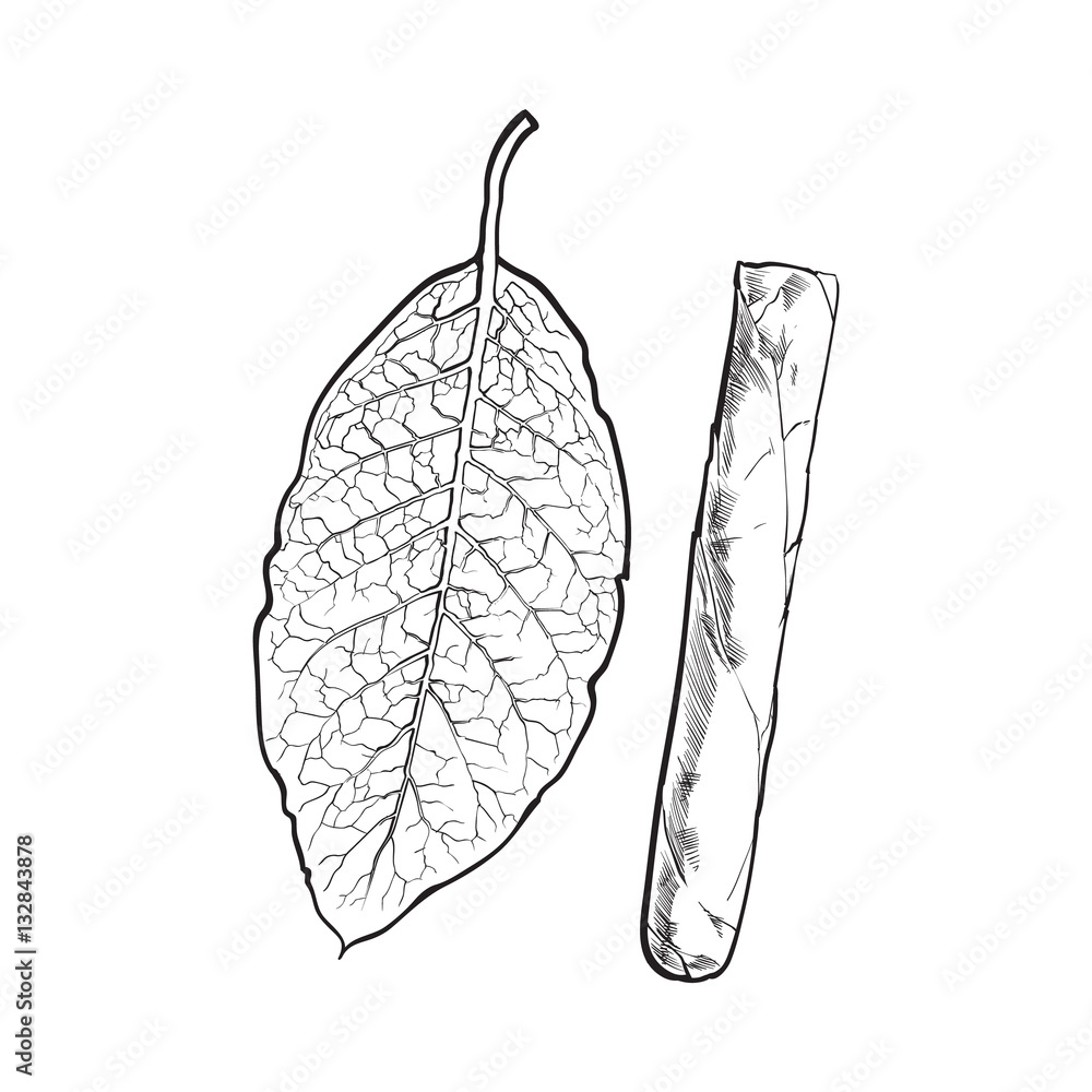 Unlabelled unlit brown Caribbean, Cuban cigar, sketch vector ...