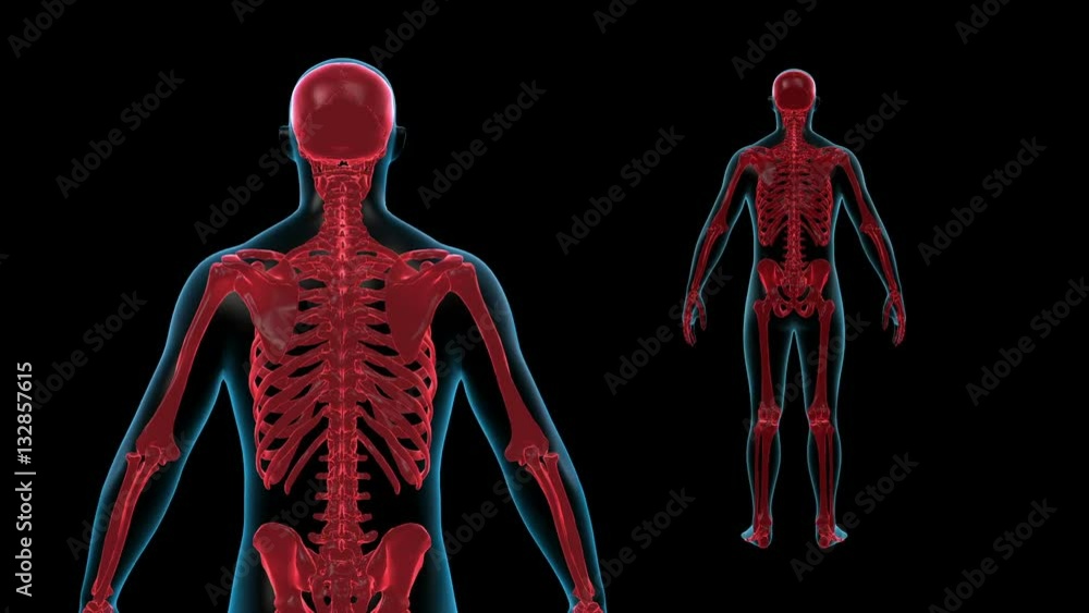 Human Body Transparent with Skeleton. X-ray 3D render Loop Rotation ...