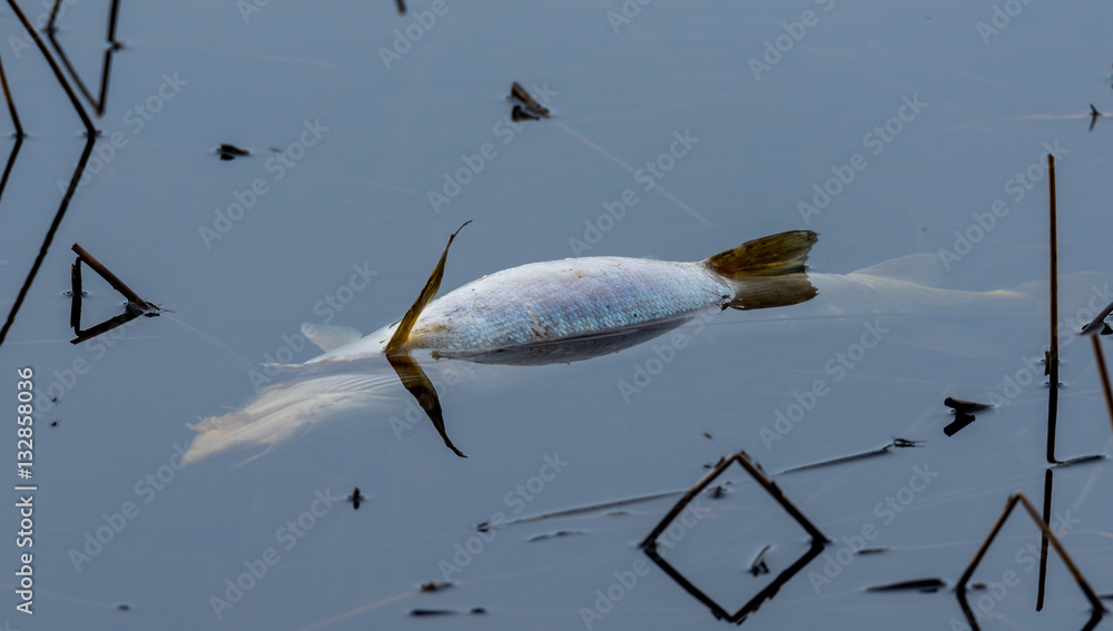 Water strider spider bug rests on large, dead, freshwater fish carcass ...