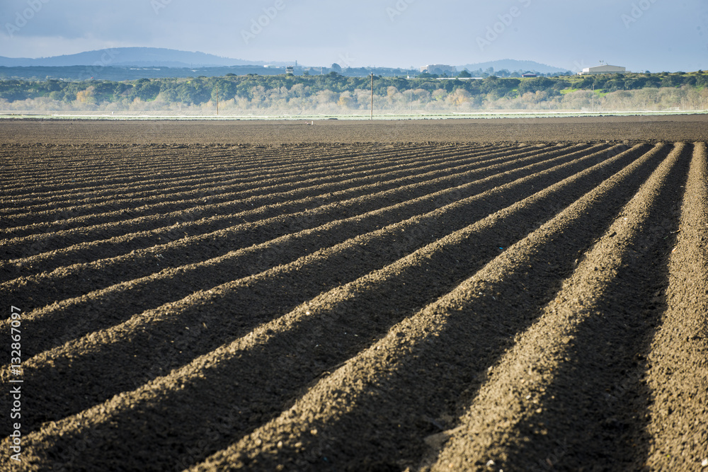 Farm Field Rows